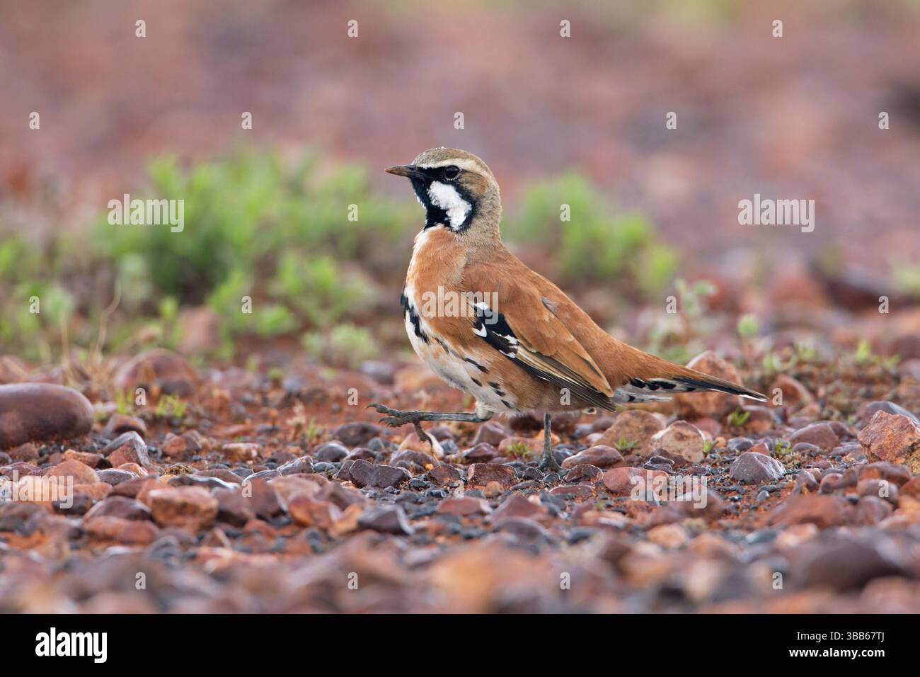 Cinnamon Quail-thrush (Cinclosoma cinnamomeum) male, South Australia ...