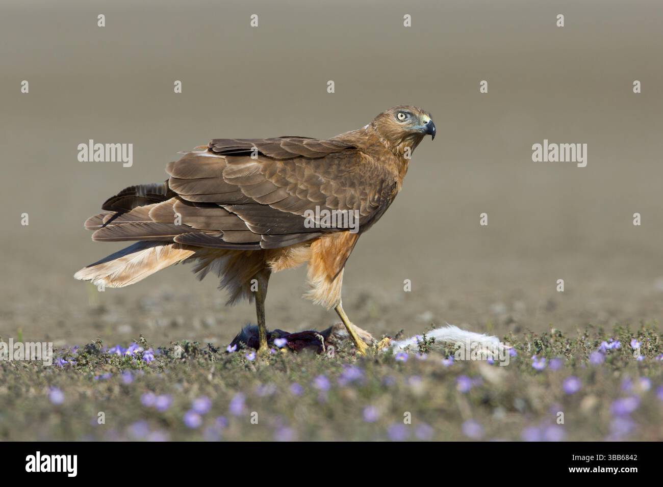 Swamp Harrier (Circus approximans) female with prey, Victoria ...