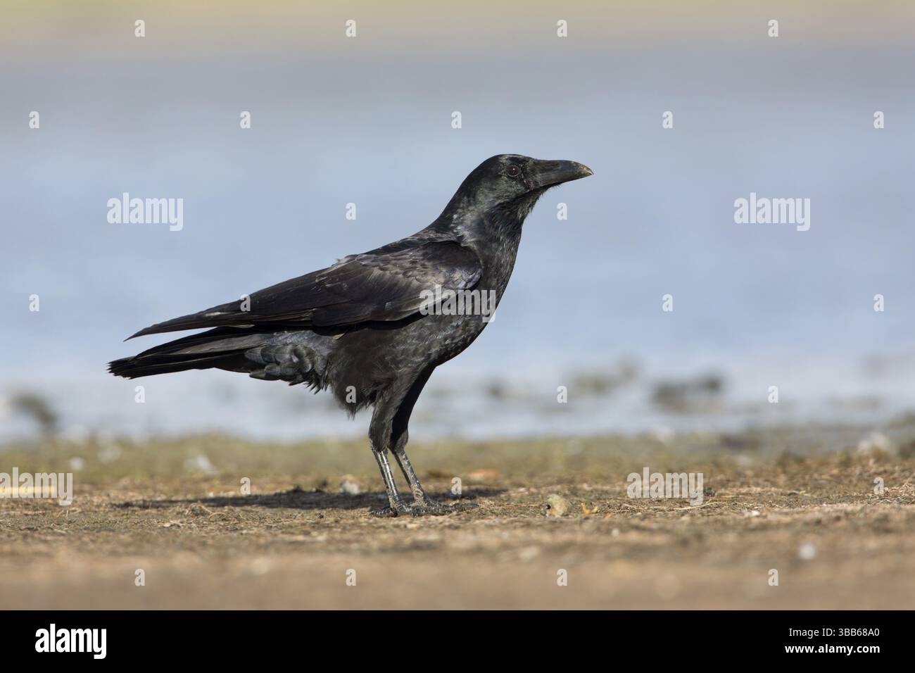 Little Raven (Corvus mellori) juvenile, Victoria, Australia, Oceania ...