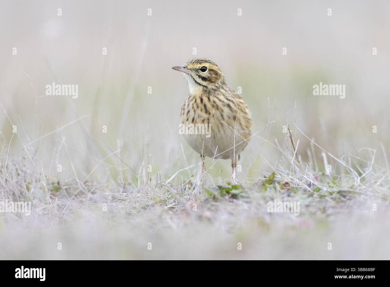 Australian Pipit (Anthus australis), Victoria, Australia, Oceania Stock ...