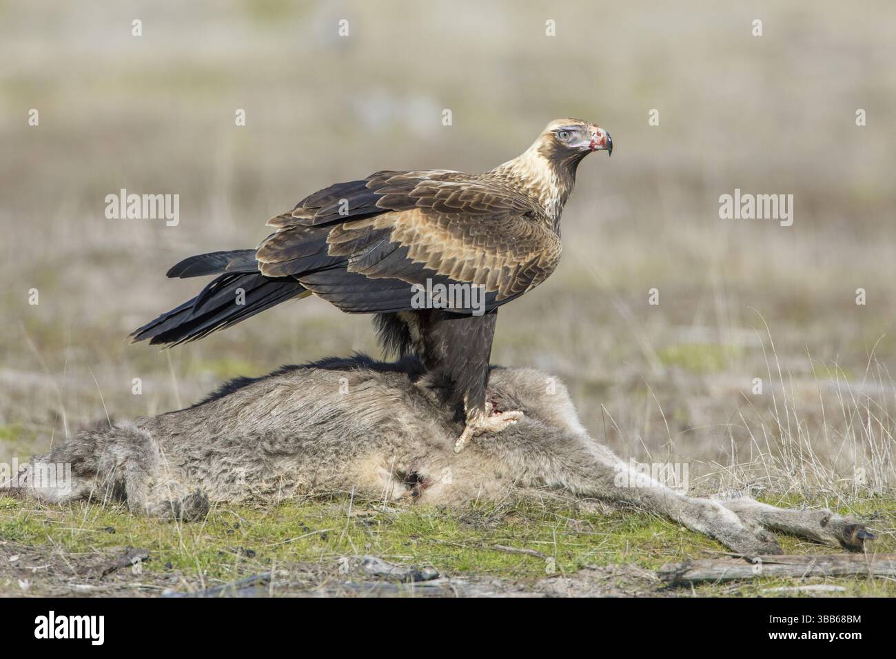 Wedge-tailed Eagle (Aquila audax) young bird on the carcass of a ...