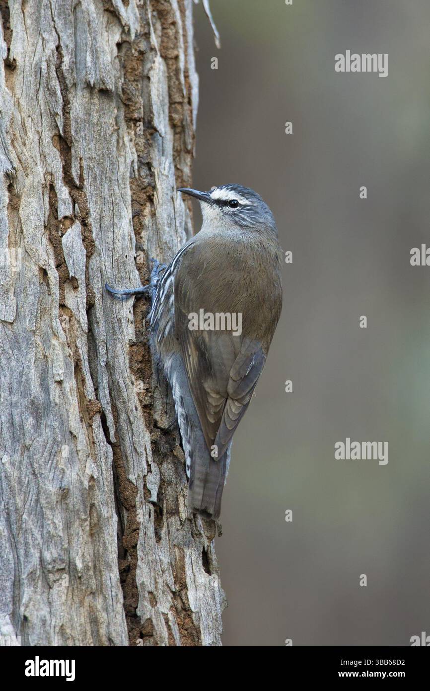 White browed treecreeper hi-res stock photography and images - Alamy