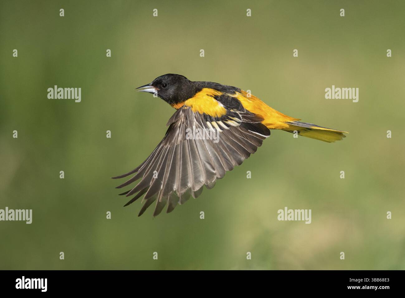 Oriole flying hi-res stock photography and images - Alamy