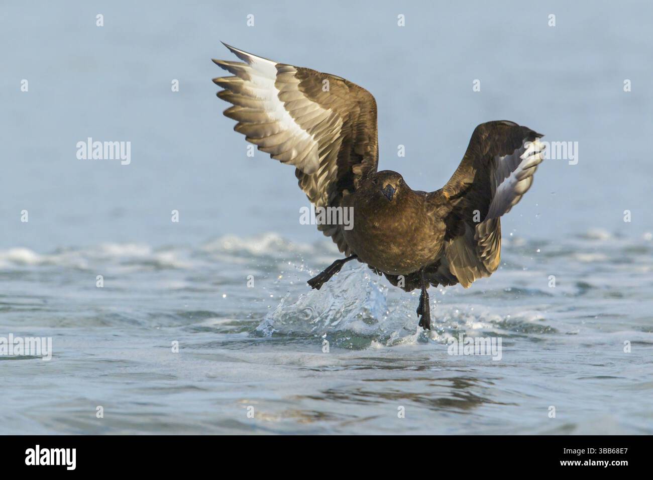 Brown (Subantarctic) Skua (Stercorarius antarcticus lonnbergi) swimming in the ocean in the ...