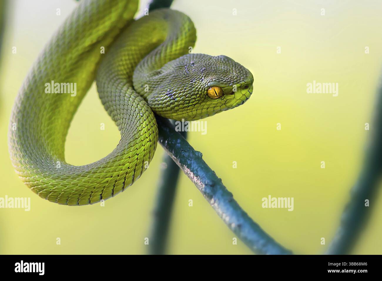 White-lipped pit viper (Trimeresurus albolabris), portrait, West Bengal ...