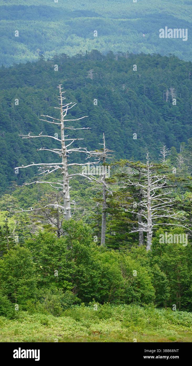 Summer Hiking and Scenic Views at Mount Ontake, Japan’s Second Highest ...