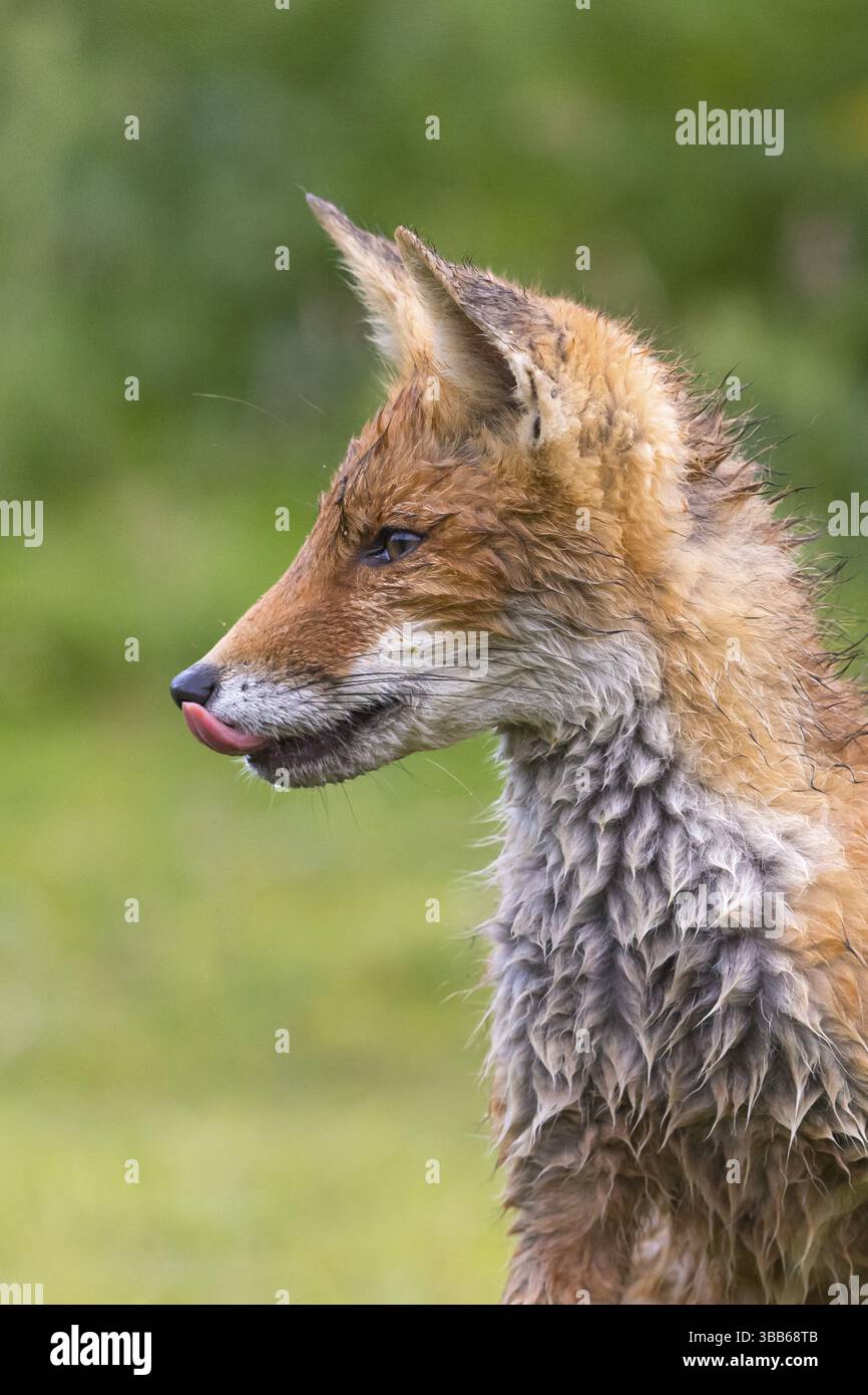 Red Fox (Vulpes vulpes) cub portrait, Netherlands Stock Photo - Alamy