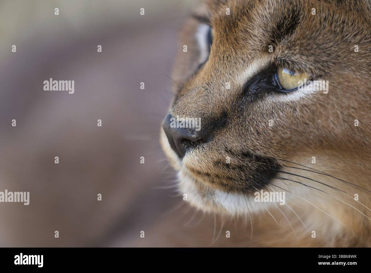 Caracal (Caracal caracal) adult portrait, Castile-La Mancha, Spain ...