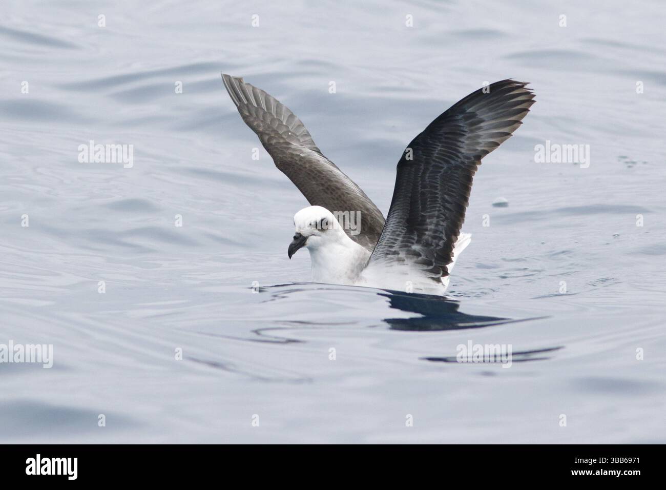 White-headed Petrel (Pterodroma lessonii), Victoria, Australia, Oceania ...