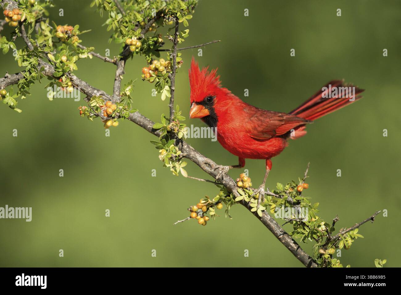 Amado male northern cardinal dead hi-res stock photography and images ...