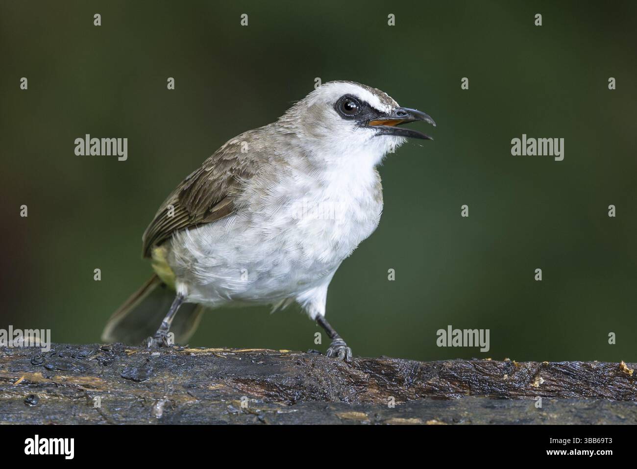 Yellow-vented Bulbul (Pycnonotus goiavier), Bali, Indonesia, Asia Stock ...