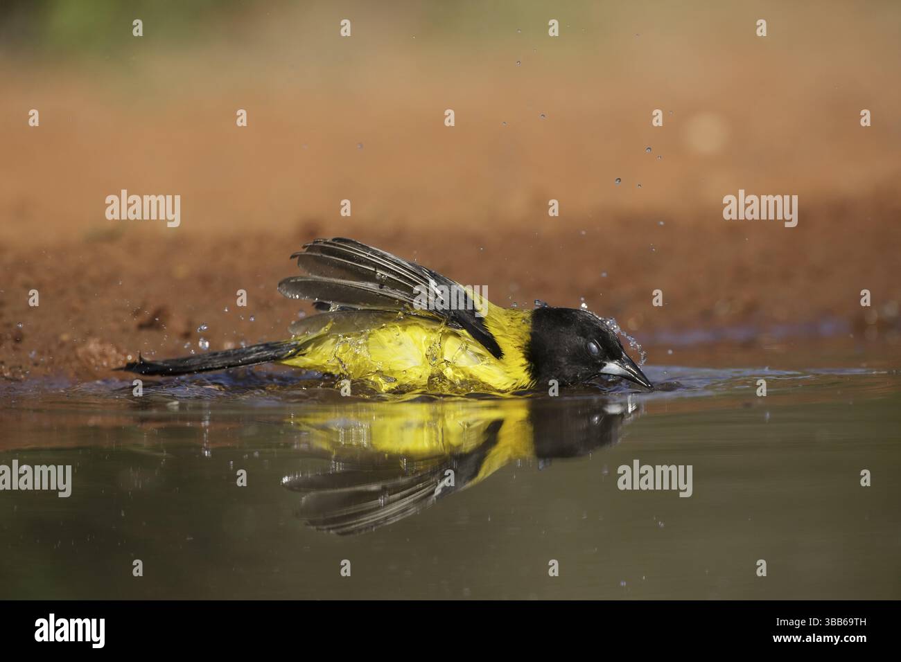 Audubon's Oriole (Icterus graduacauda) male bathing, Texas, USA, North ...