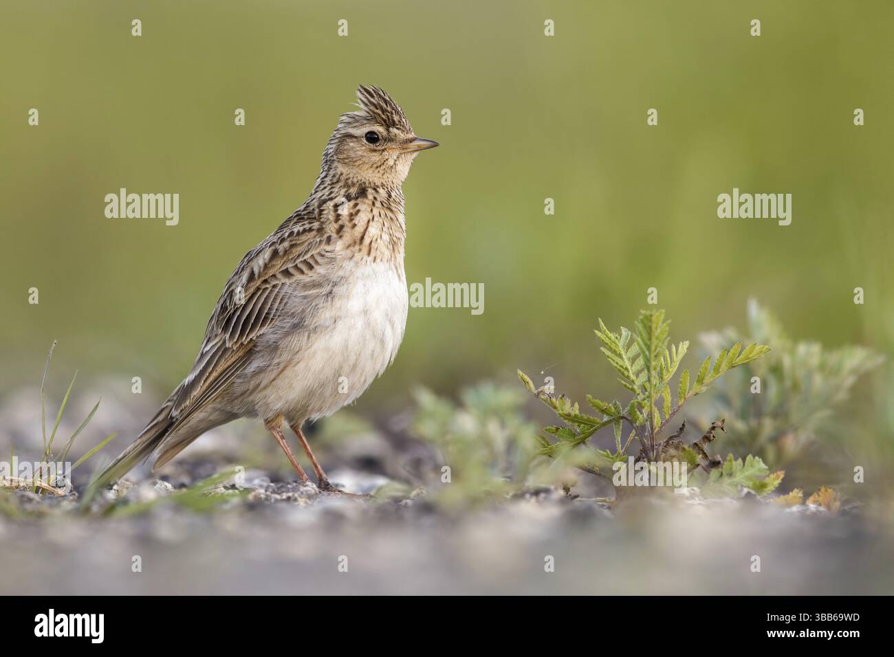 Eurasian Skylark (Alauda arvensis) male perched on the ground, Poland ...