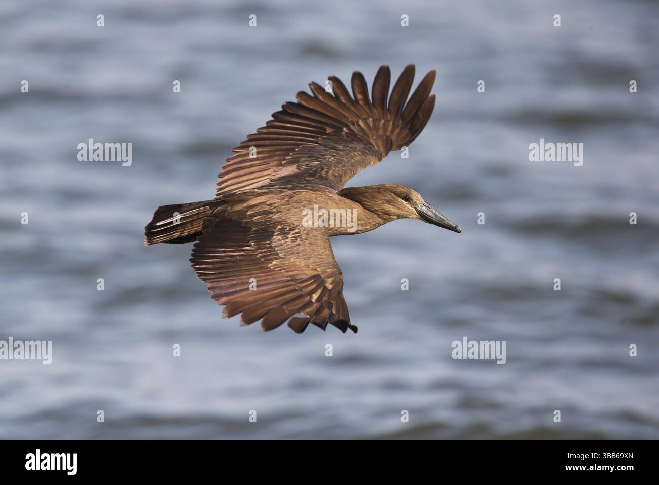 Hamerkop (Scopus umbretta) flying, Lake Awasa, Ethiopia, Africa Stock ...