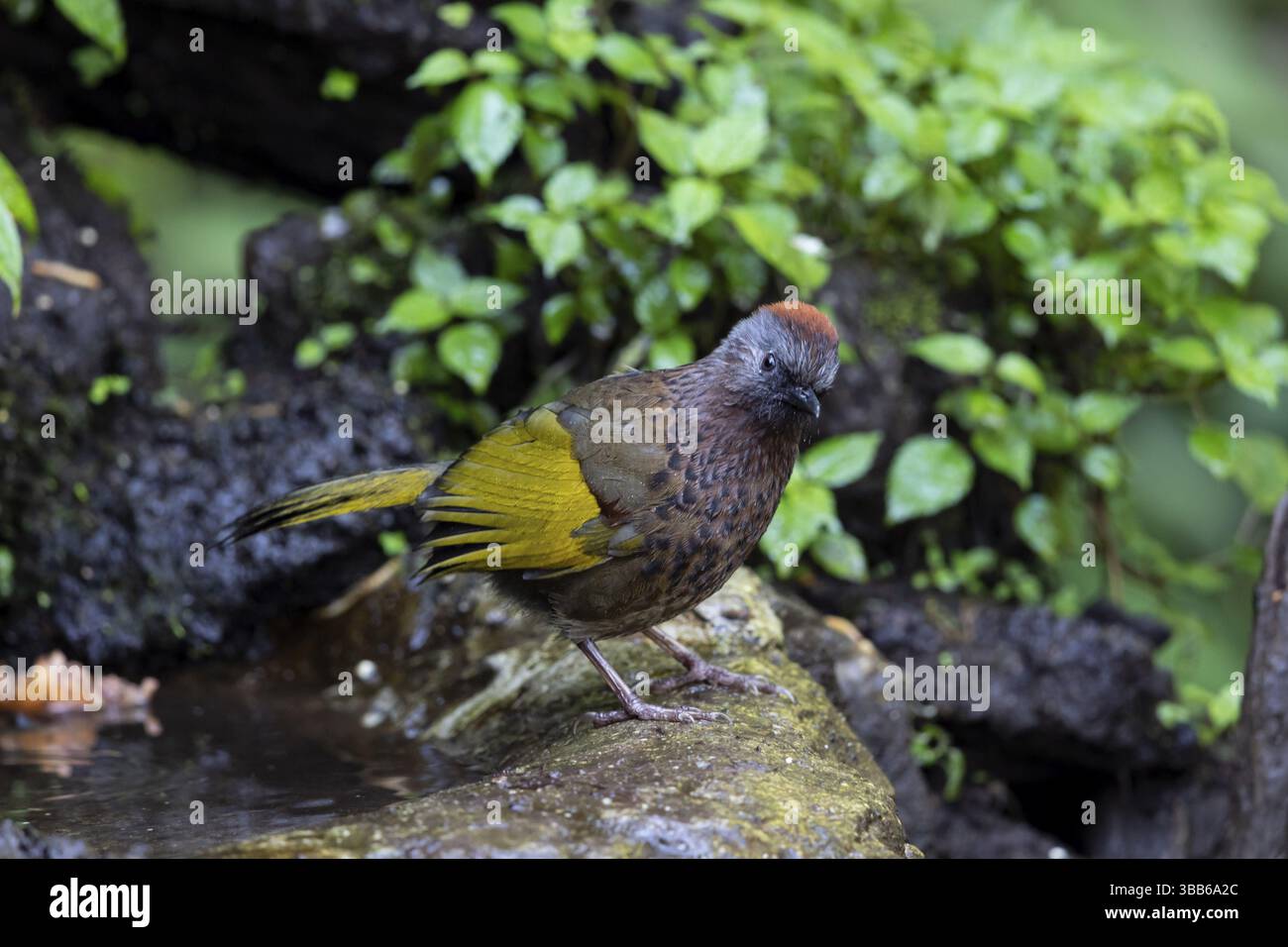 Assam Laughingthrush (Trochalopteron chrysopterum woodi), Yunnan, China ...