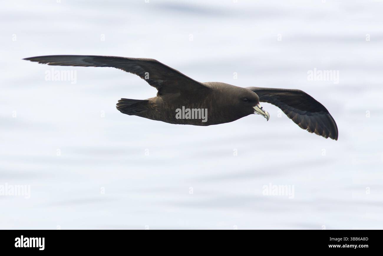 White-chinned Petrel (Procellaria aequinoctialis) flying, Victoria ...