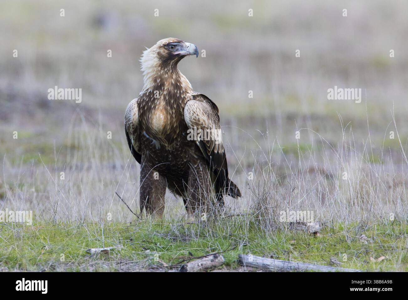 Wedge-tailed Eagle (Aquila audax) juvenile, Victoria, Australia ...