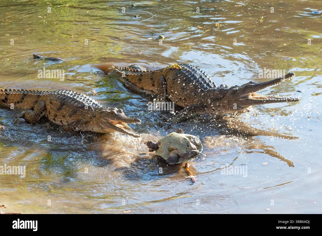Two Freshwater Crocodiles (Crocodylus johnstoni) attacking a turtle ...