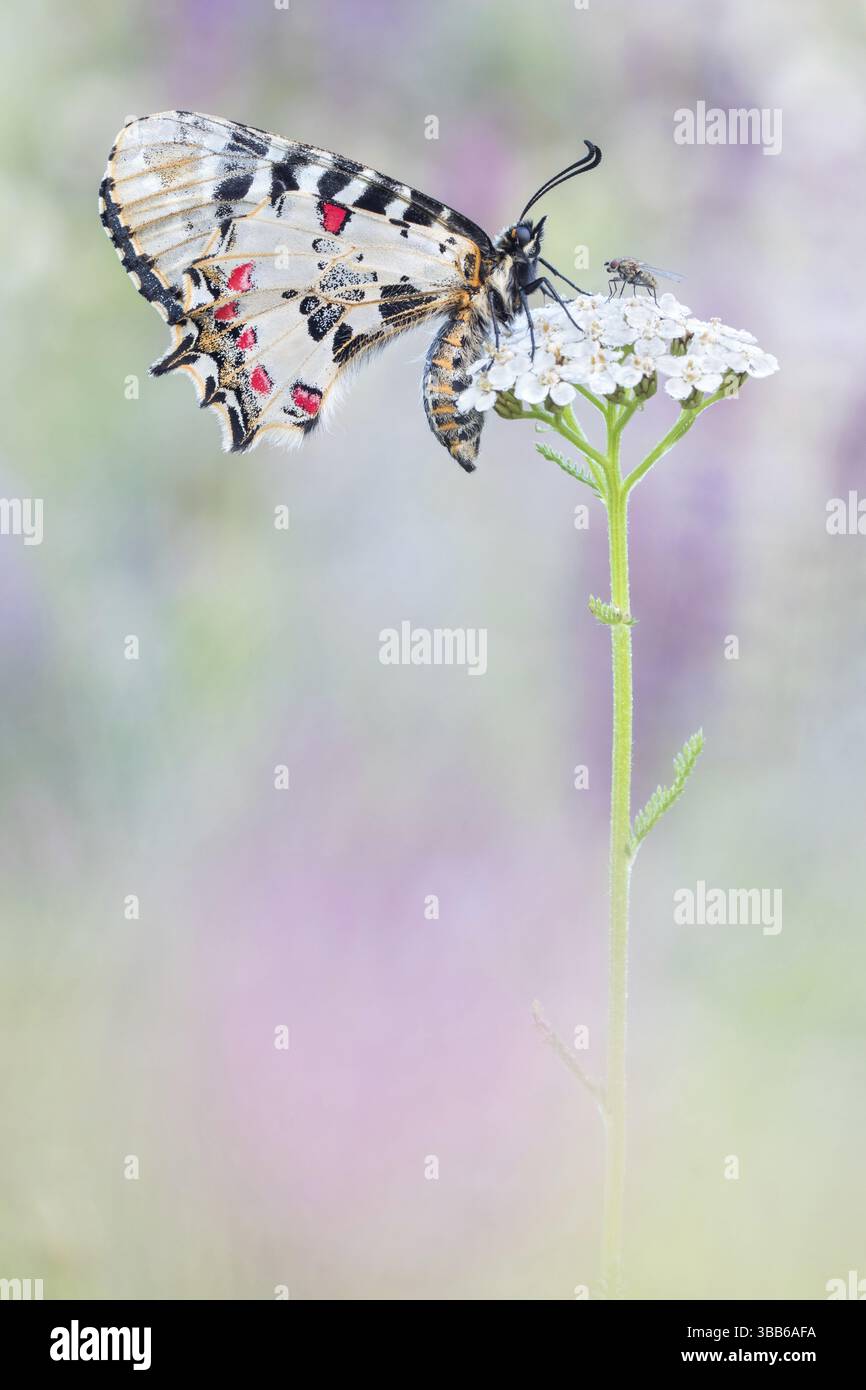 Eastern Festoon (Allancastria cerisy) butterfly on blooming flower ...