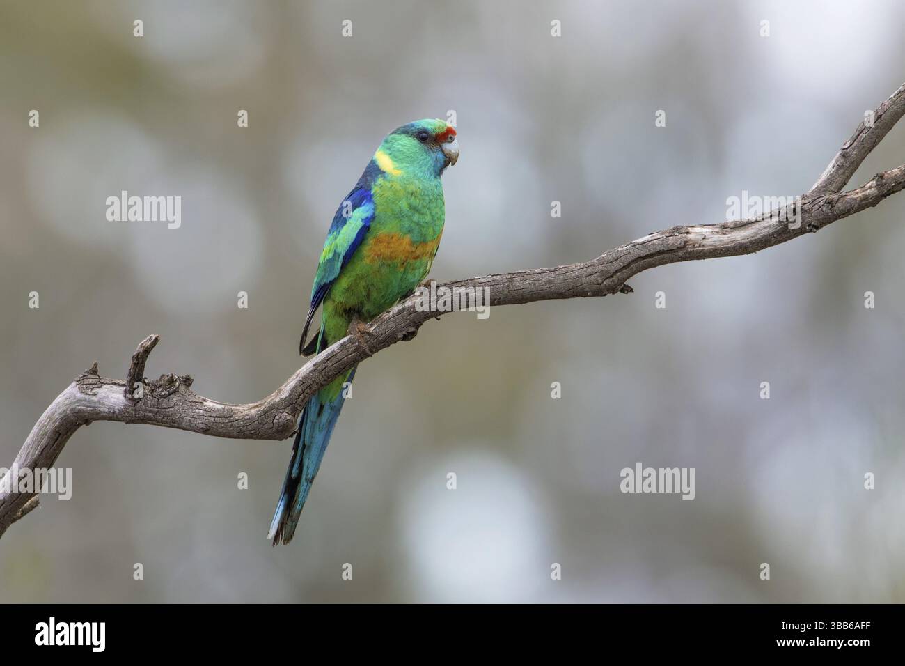 Mallee Ringneck (Barnardius zonarius barnardi) male, Victoria ...