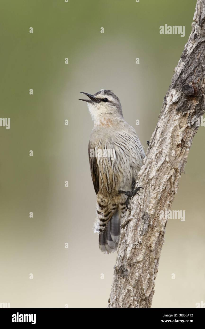 Brown Treecreeper (Climacteris picumnus) singing, Queensland, Australia ...