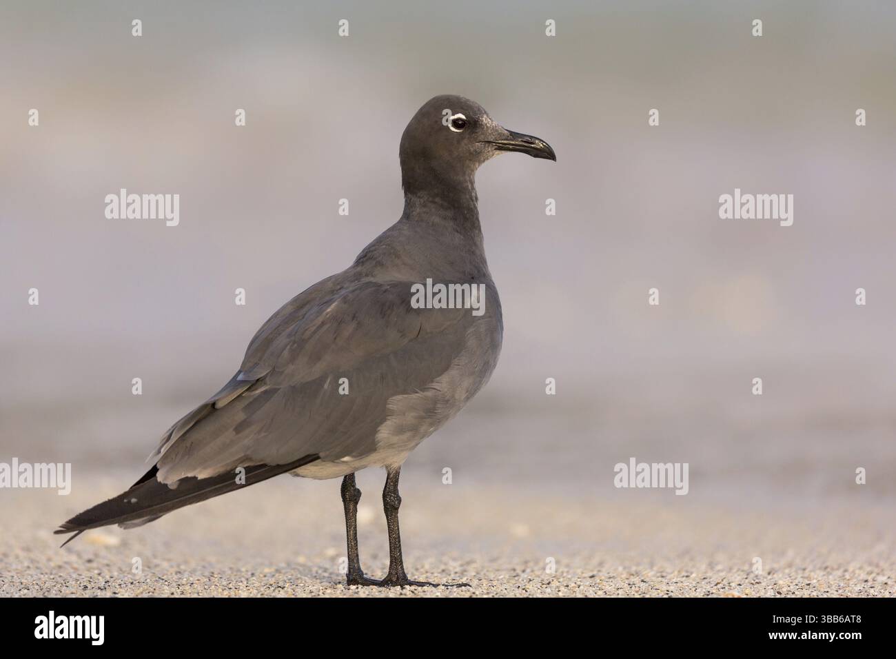 Lava Gull (Leucophaeus fuliginosus) on shoreline, Galapagos, Ecuador ...