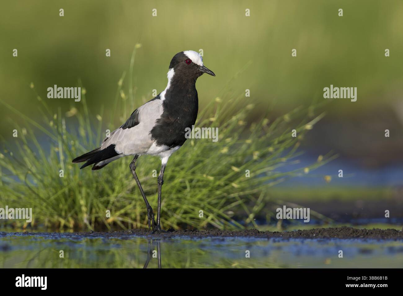 Blacksmith Lapwing (Vanellus armatus), Lake Natron, Tanzania, Africa Stock Photo - Alamy
