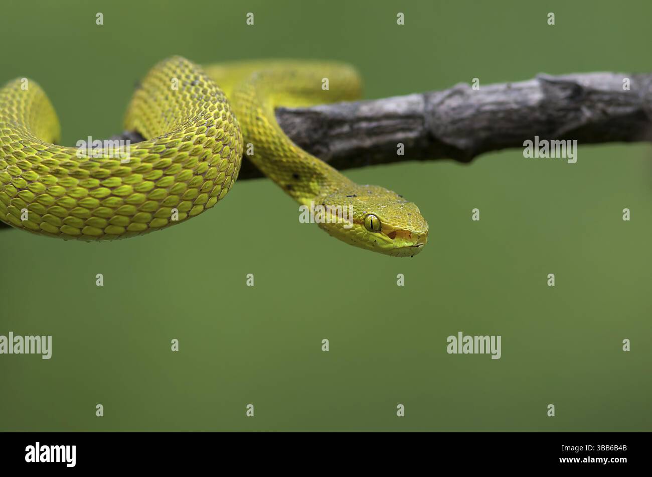 White lipped island pit vipers hi-res stock photography and images - Alamy