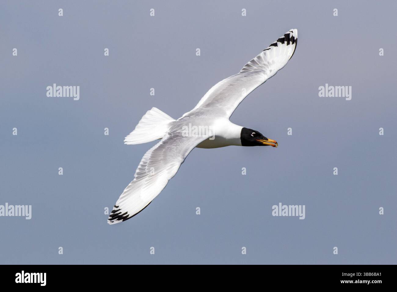 Pallas's Gull (Ichthyaetus ichthyaetus) flying, Romania, Europe Stock Photo - Alamy