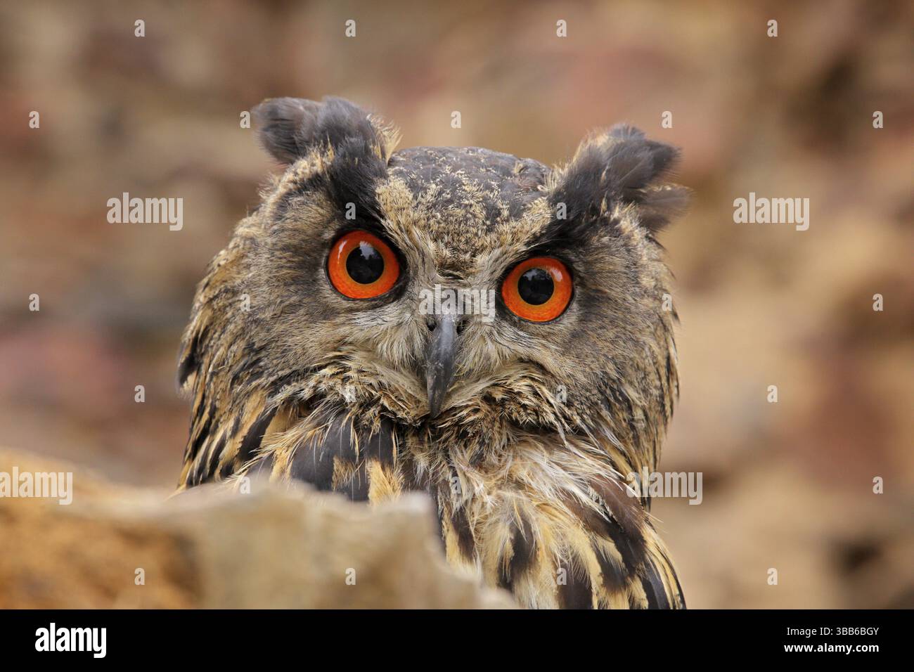 Eurasian Eagle Owl, Bubo Bubo, sitting on the tree branch, wildlife ...