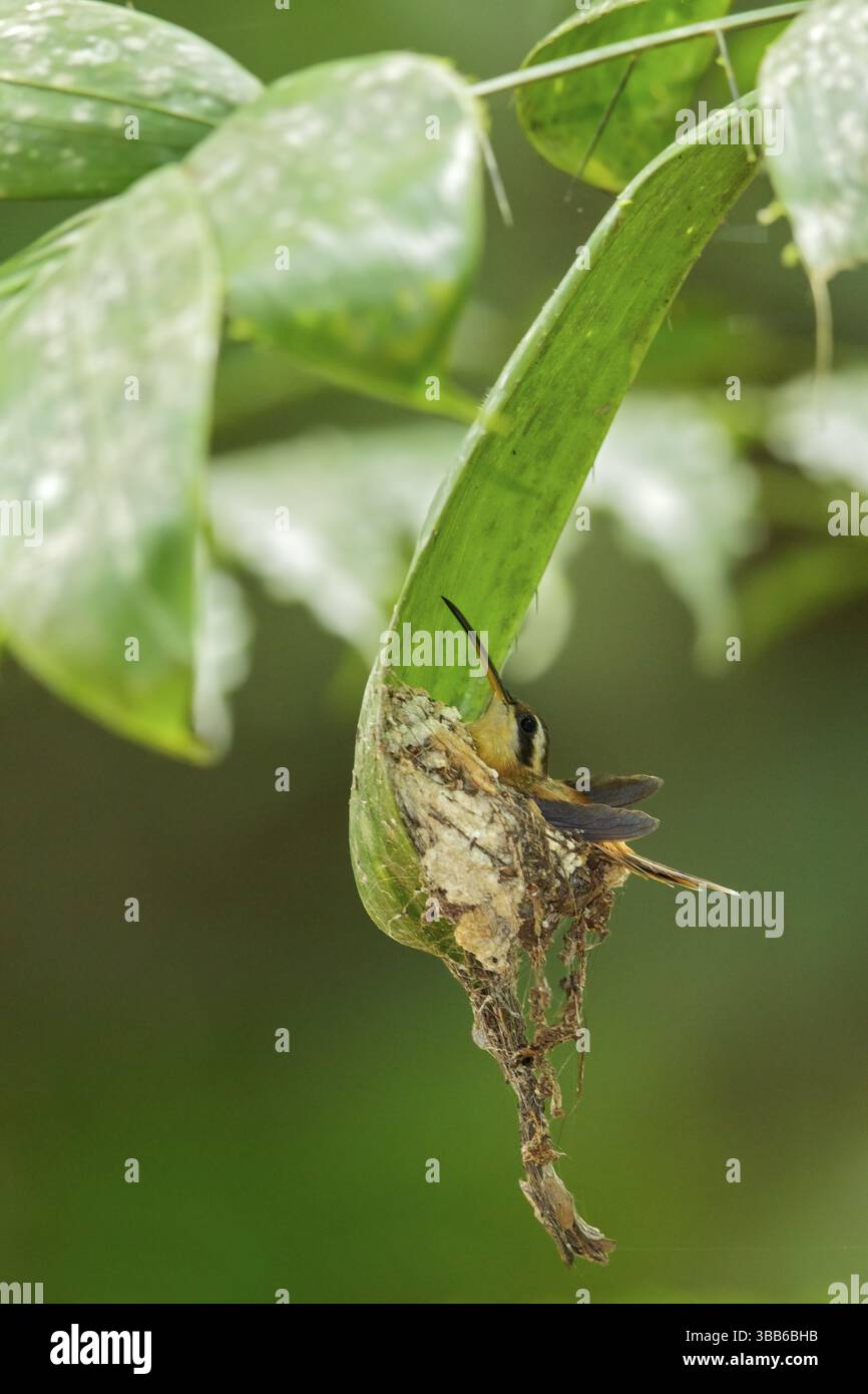 Reddish Hermit (Phaethornis ruber) sitting on its nest in the ...