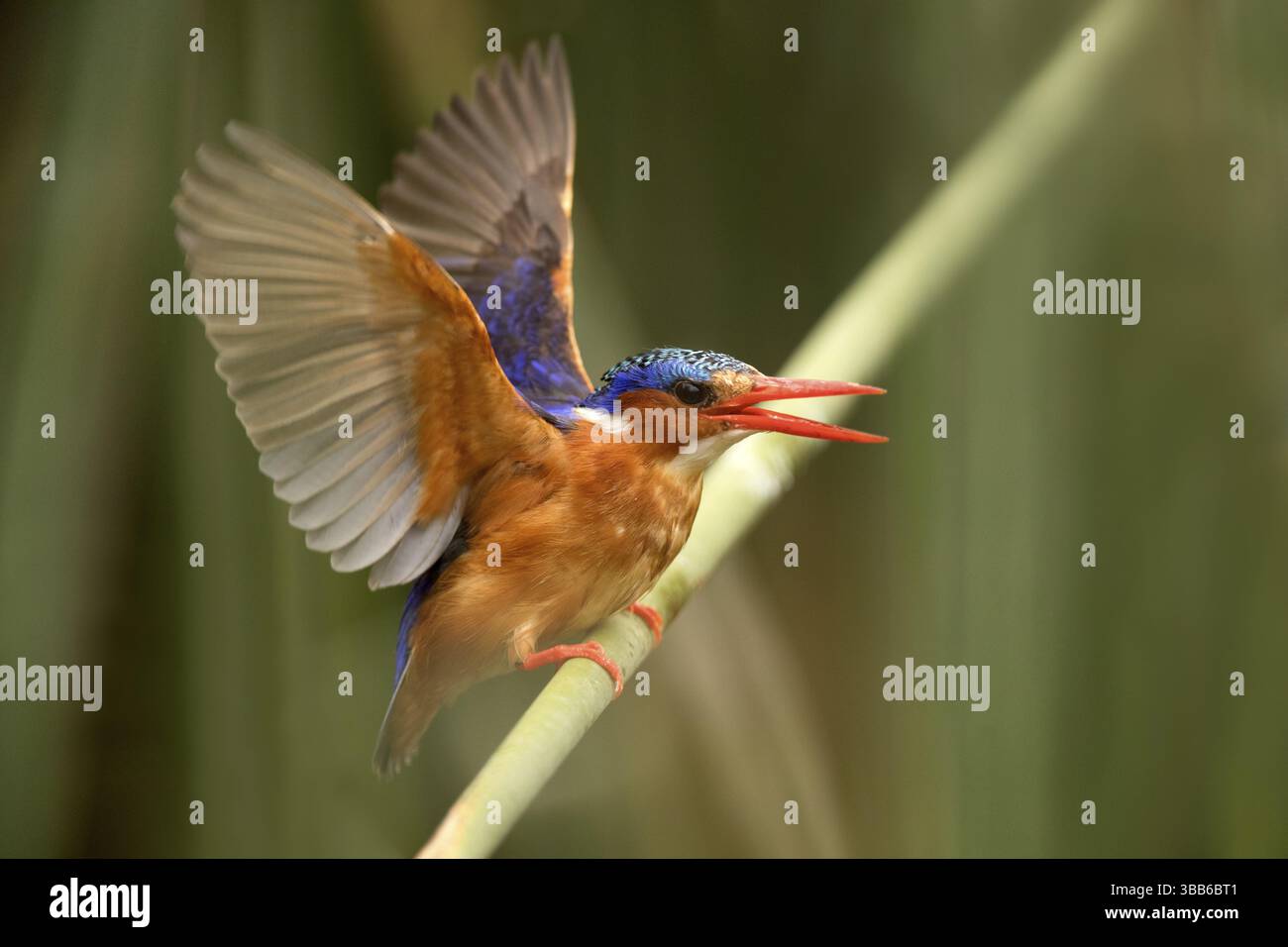 Malachite Kingfisher (Corythornis cristatus), Lake Hawassa, Ethiopia ...