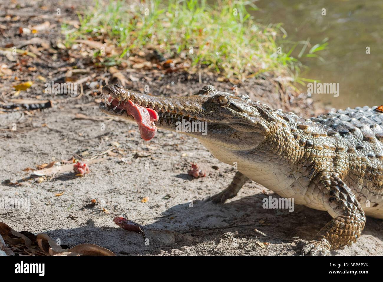 Freshwater Crocodile (Crocodylus johnstoni) feeding, Cape York ...