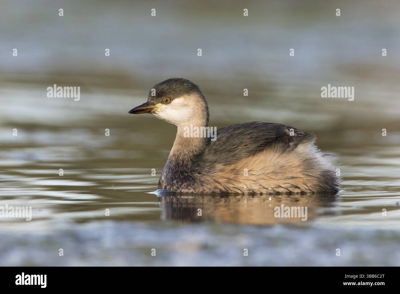 Australasian Grebe (Tachybaptus novaehollandiae), Victoria, Australia ...