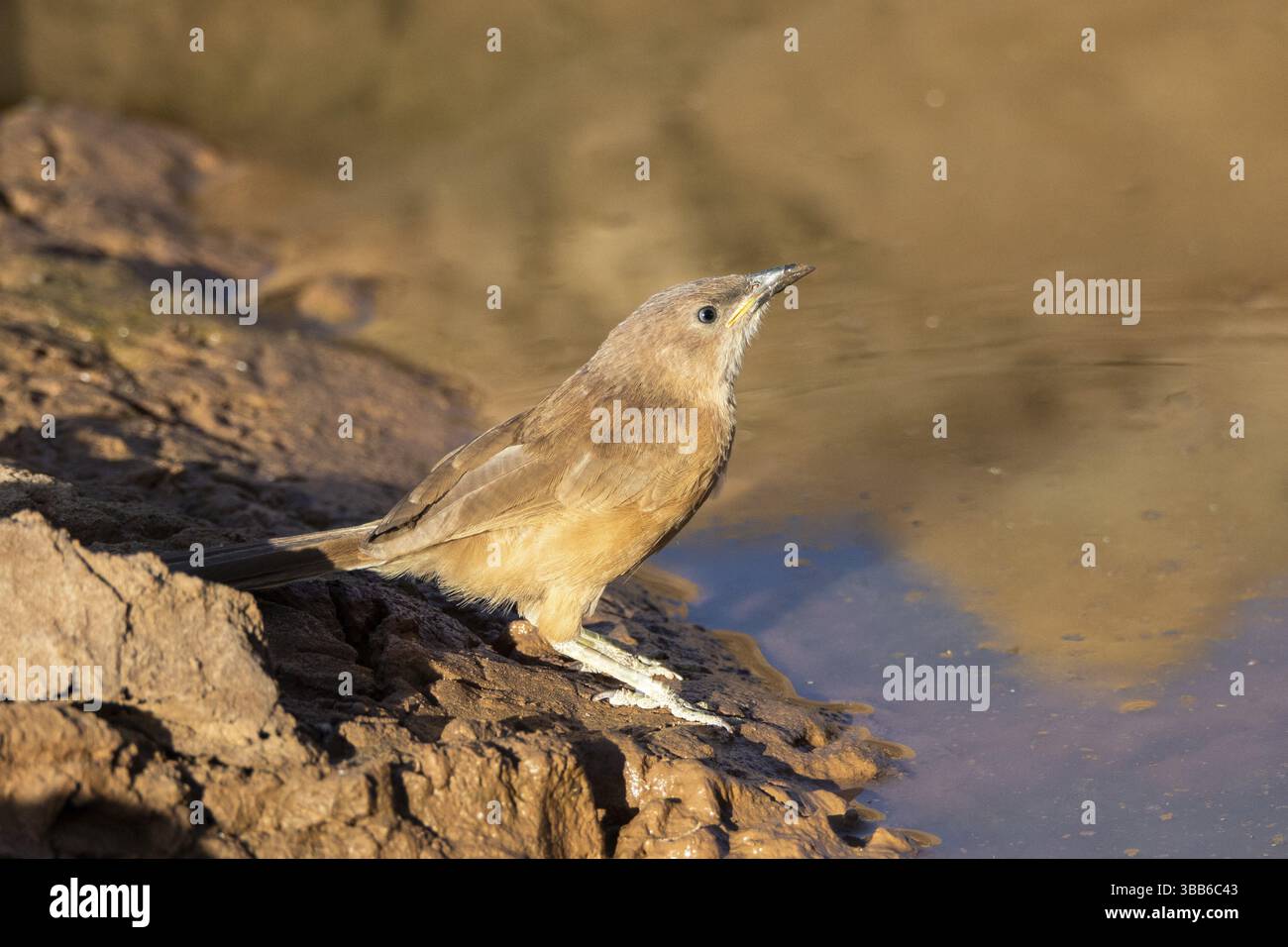 Fulvous Babbler (Turdoides fulva maroccana) at a waterhole, Rgabi ...