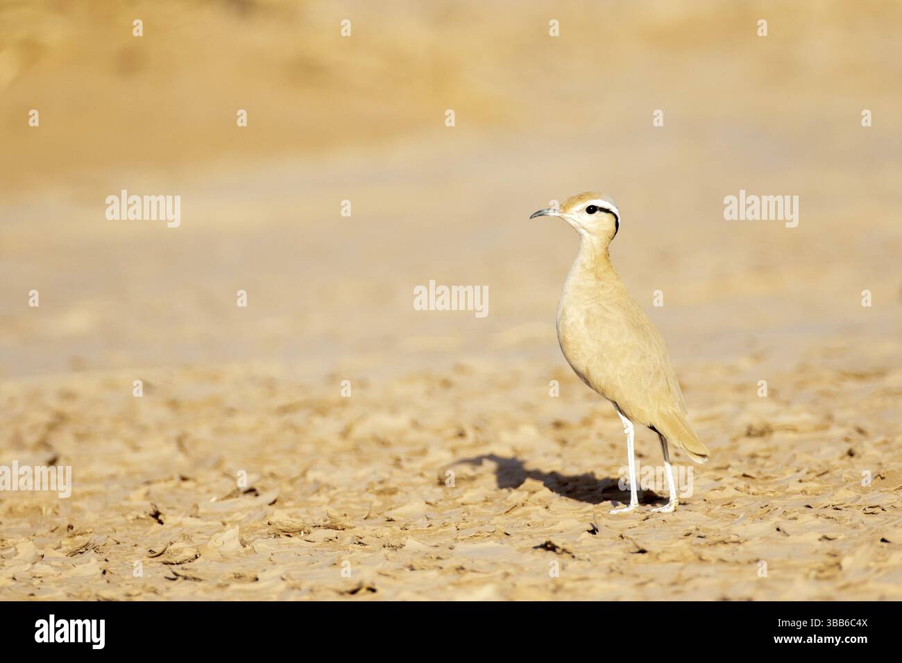 Cream-colored Courser (Cursorius cursor) perched on the ground, Zagora ...