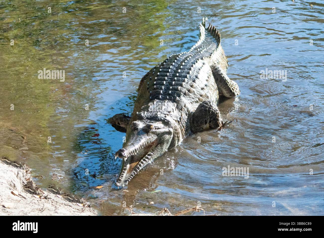 Freshwater Crocodile (Crocodylus johnstoni) with mouth open showing ...