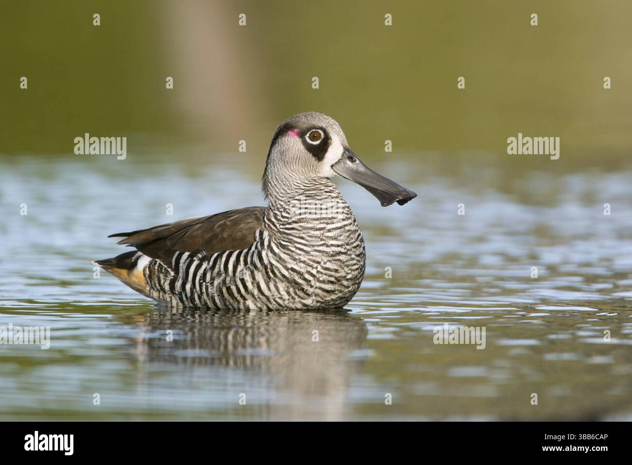 Pink-eared Duck (Malacorhynchus membranaceus), Victoria, Australia ...