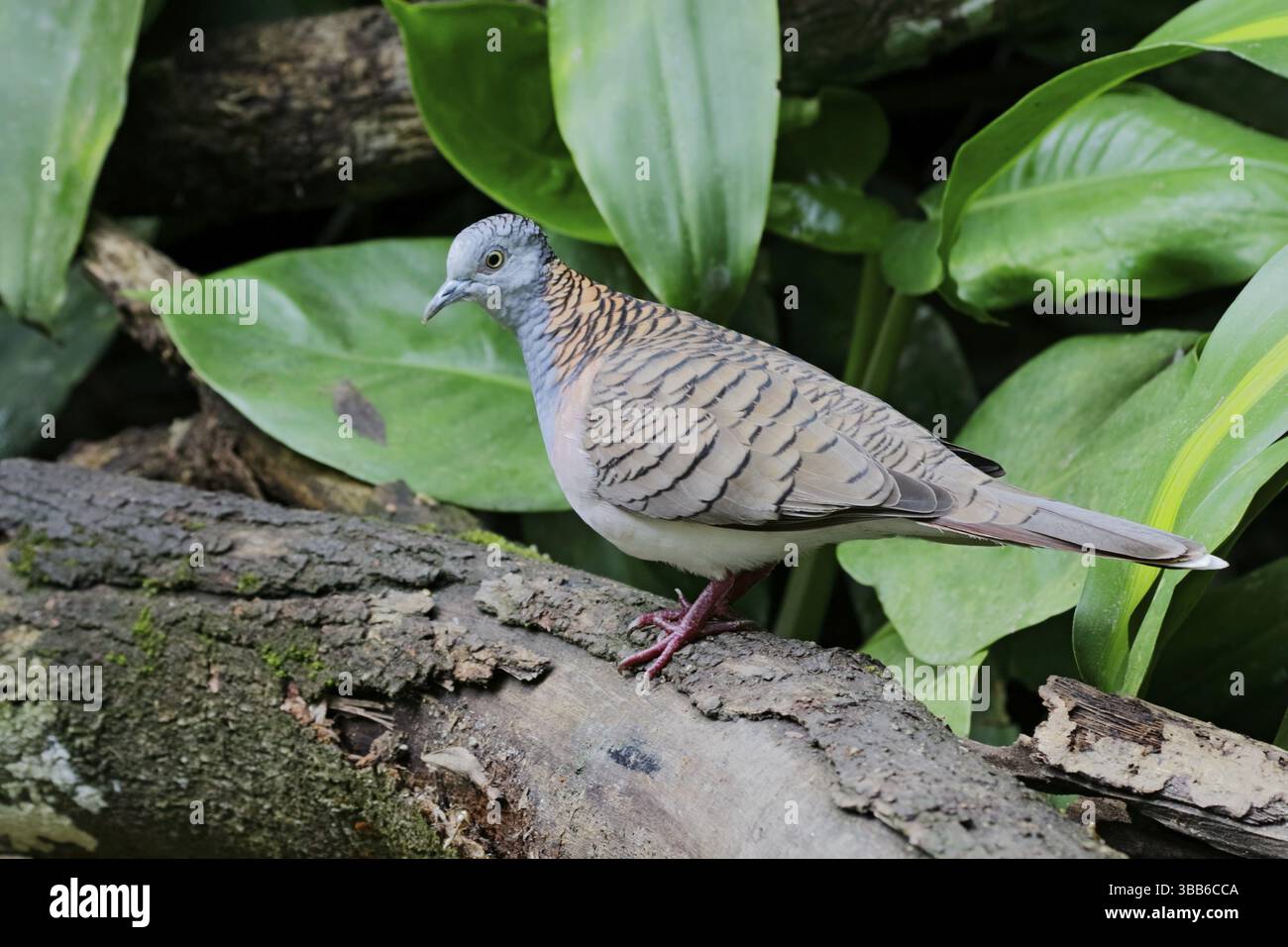 Queensland bar shouldered doves geopelia humeralis hi-res stock ...