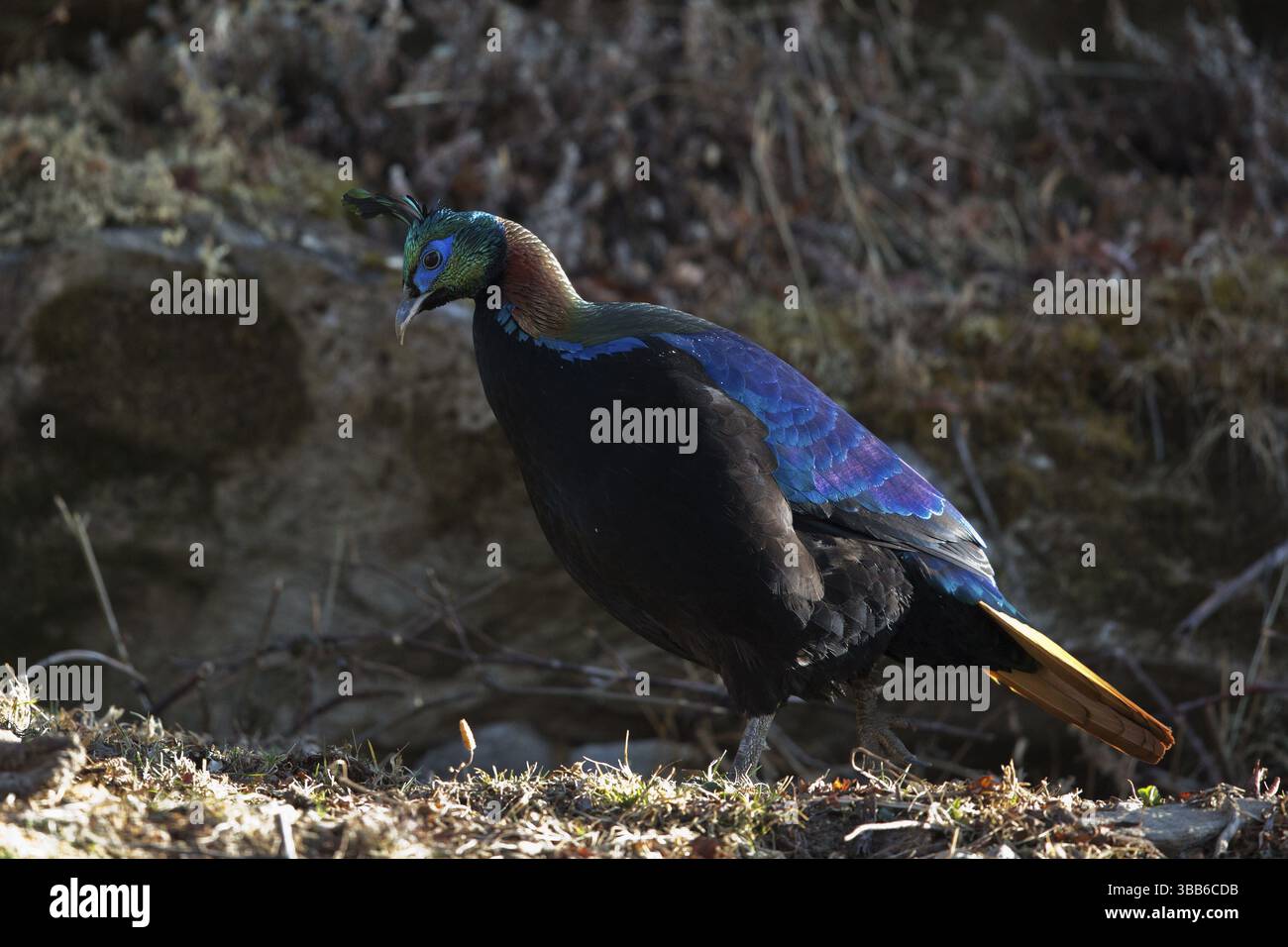 Himalayan Monal (Lophophorus impejanus) male, Bumthang, Bhutan, Asia ...