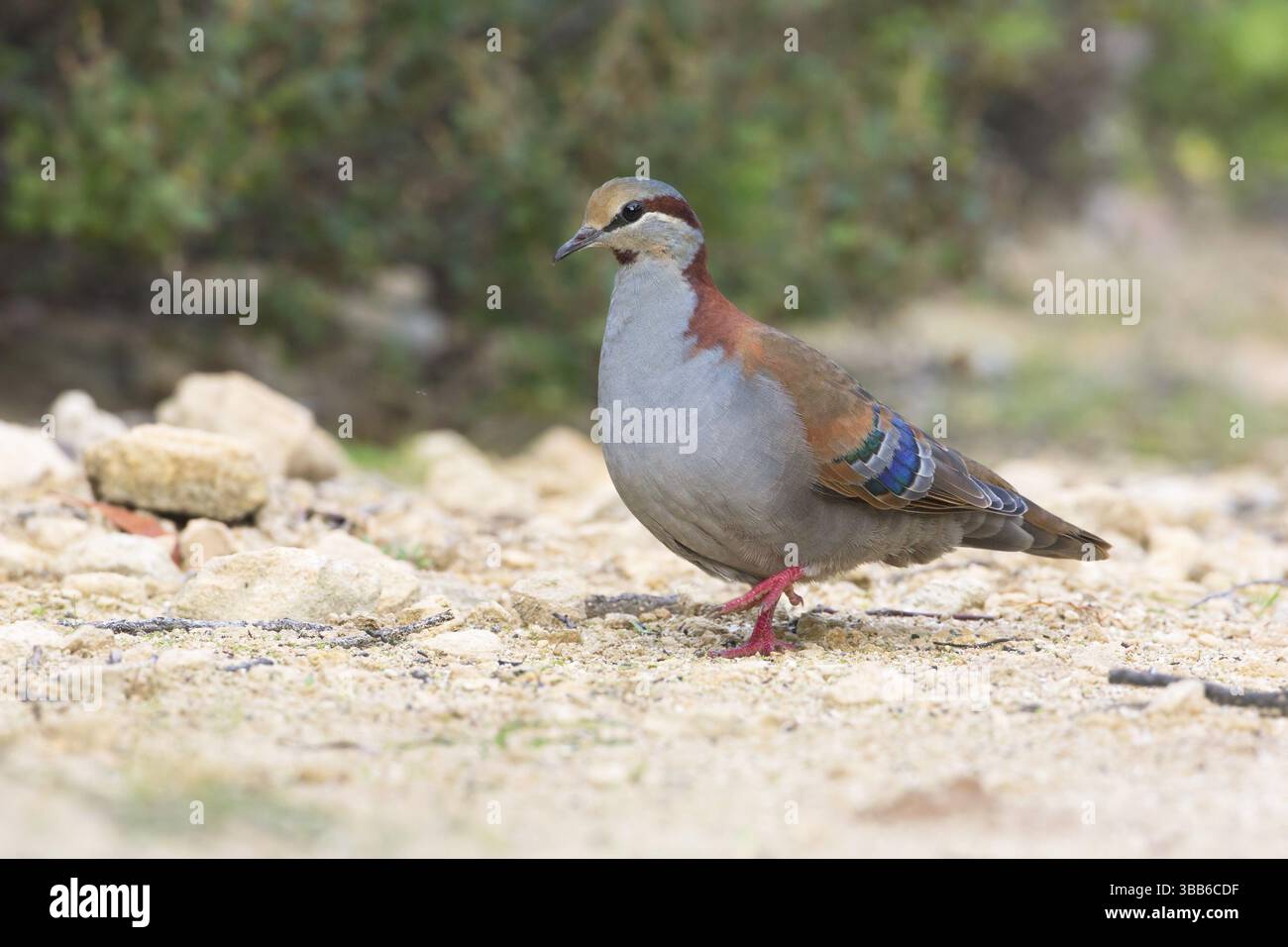 Brush Bronzewing (Phaps elegans) male, Victoria, Australia, Oceania ...