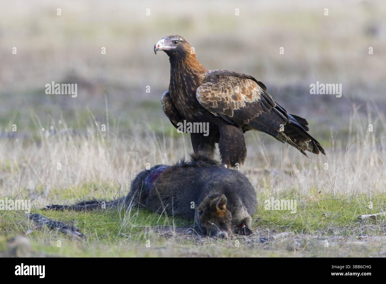 Wedge-tailed Eagle (Aquila audax) on the carcass of a Swamp Wallaby ...