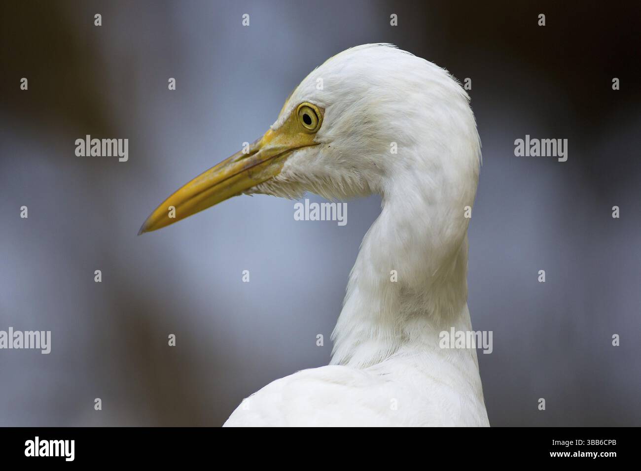Eastern Cattle Egret (Bubulcus coromandus), Sri Lanka, Asia Stock Photo ...