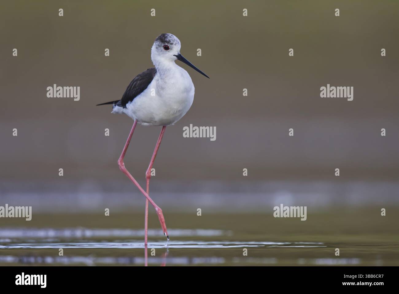 Black-winged Stilt (Himantopus himantopus) female foraging, North Rhine ...