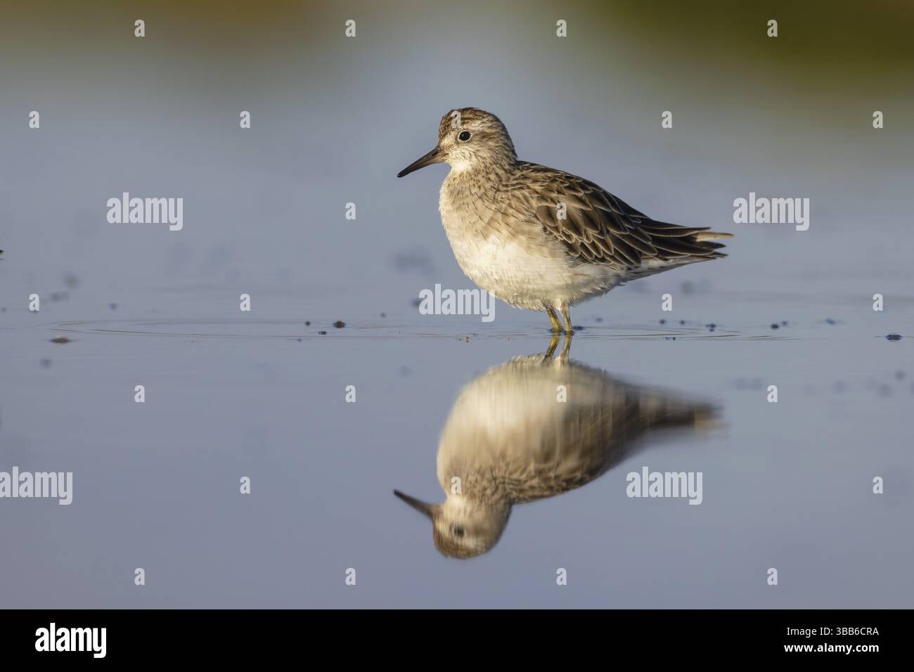 Sharp-tailed Sandpiper (Calidris acuminata), Victoria, Australia ...