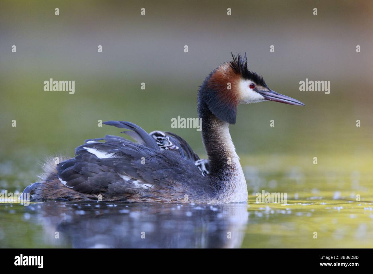 Great Crested Grebe (Podiceps cristatus) with chicks, North Rhine ...