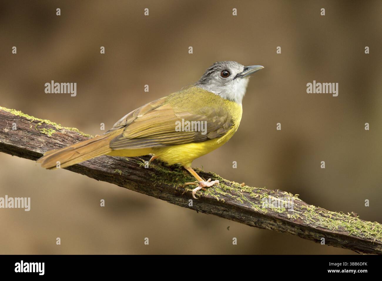 Yellow-bellied Bulbul (Alophoixus phaeocephalus), Pahang, Malaysia ...
