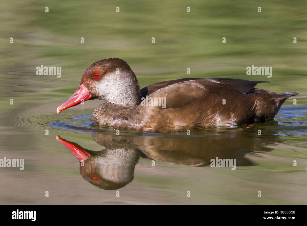 Red-crested Pochard (Netta rufina) male, Castile-La Mancha Stock Photo ...