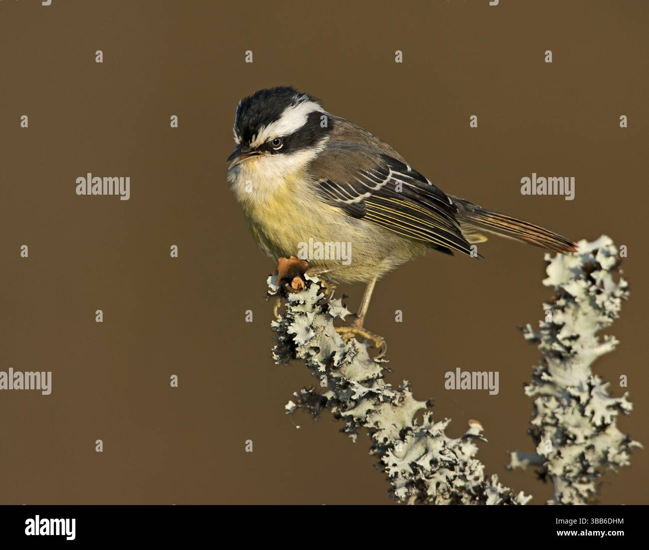 Red-tailed Minla (Minla ignotincta) female perched on a lichen branch ...