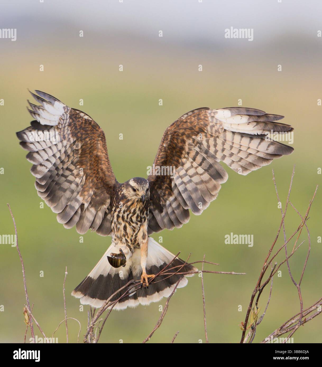 Snail Kite (Rostrhamus sociabilis) female flying with snail in its ...
